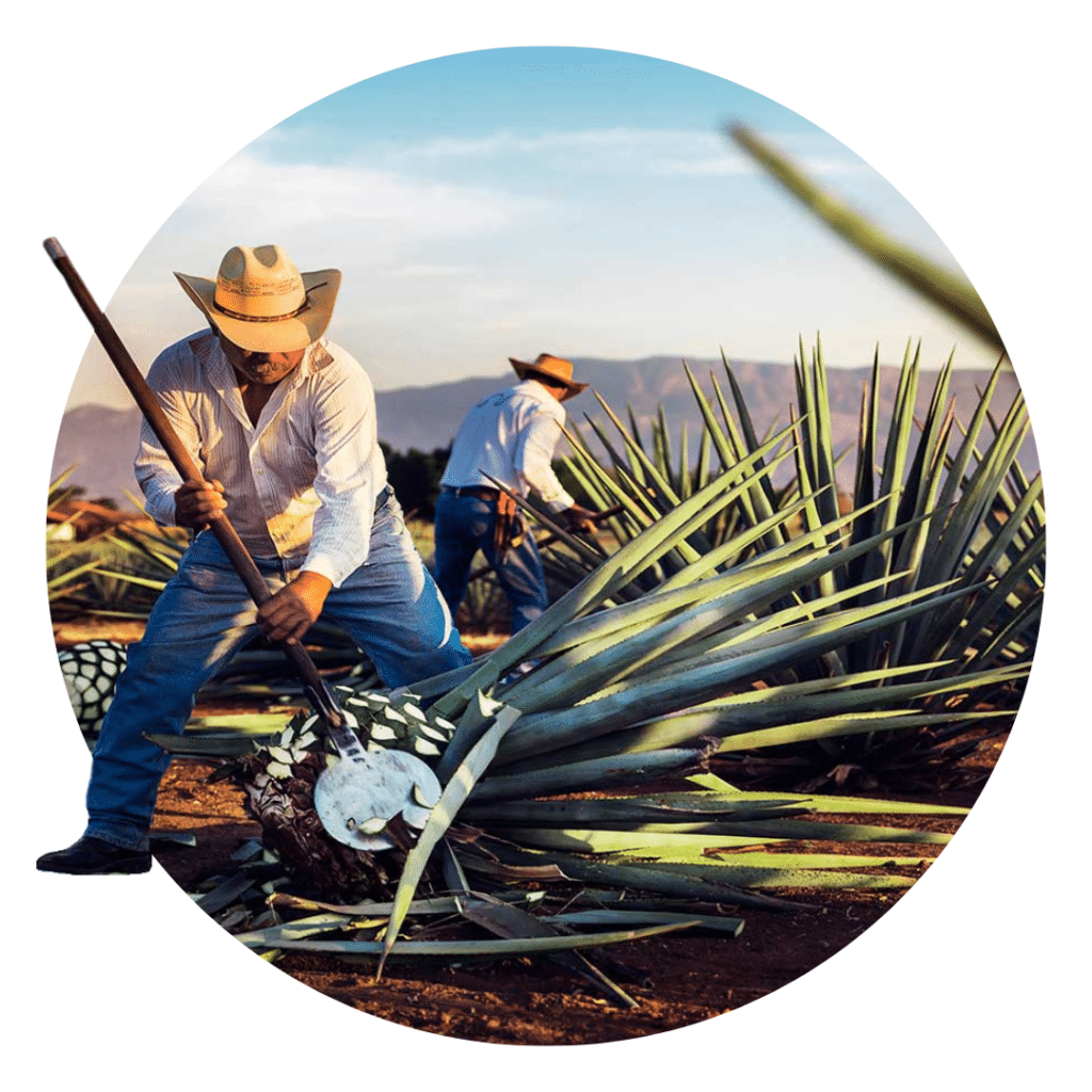 Boletos Tren Jose Cuervo Express - Tren Tequila